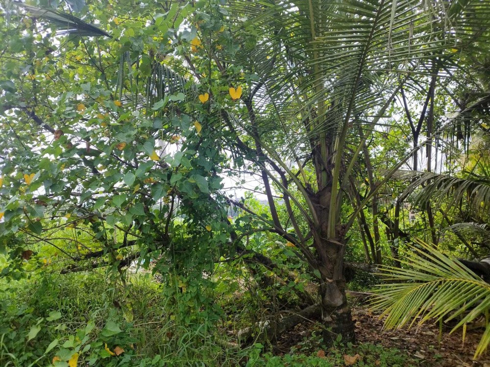 13 Cents of Waterfront Property for Sale at Kothad, Ernakulam - Kerala ...