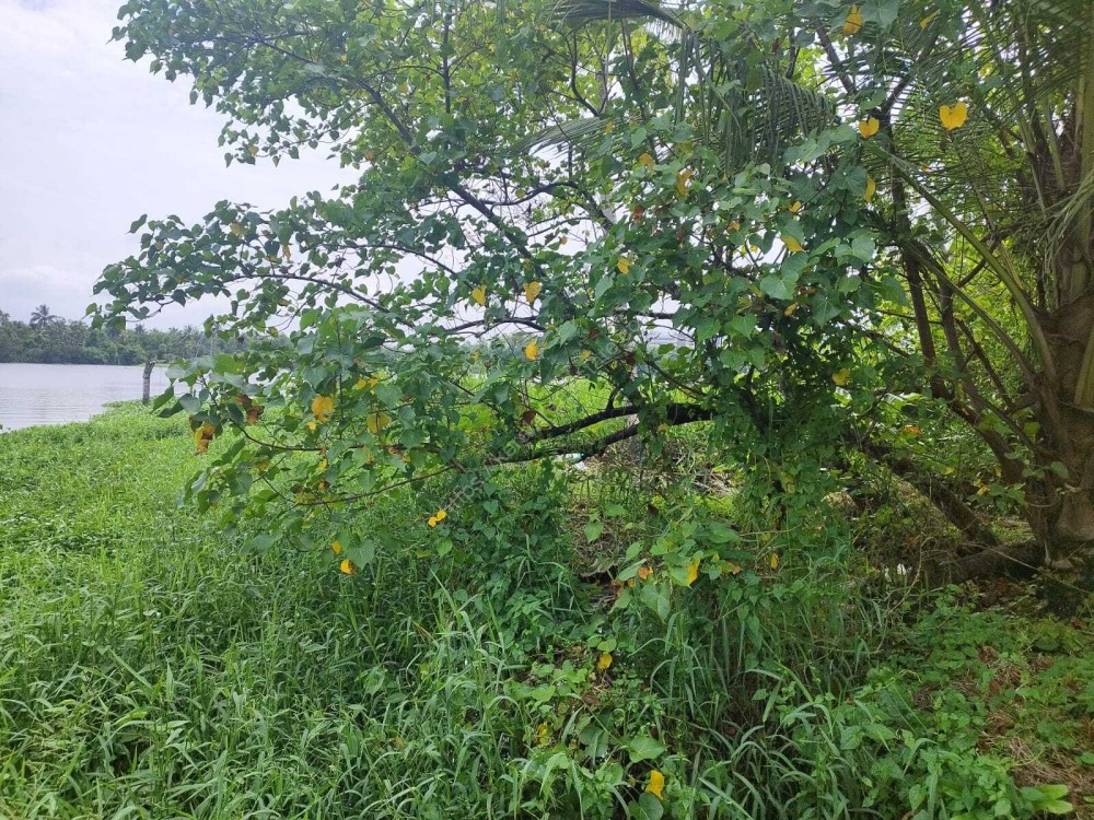13 Cents of Waterfront Property for Sale at Kothad, Ernakulam - Kerala ...