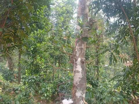 Land for Sale in Kalpetta, Wayanad - Kerala Real Estate