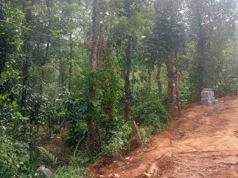 Land for Sale in Kalpetta, Wayanad - Kerala Real Estate